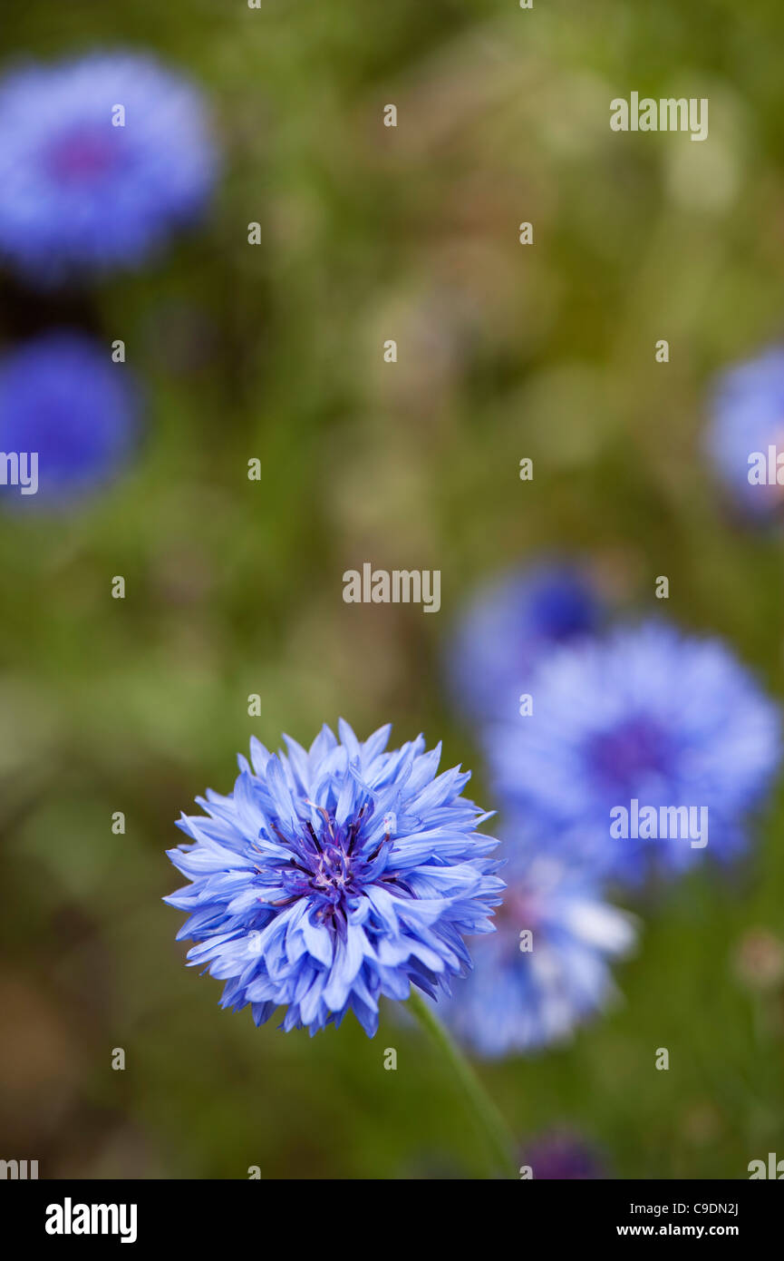 Centaurea cyanus ‘Blue Diadem’, Cornflowers, in flower Stock Photo - Alamy