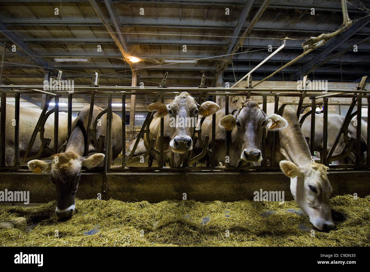 Locatelli farm, Herd of cows, Reggetto, Taleggio valley, Lombardy ...