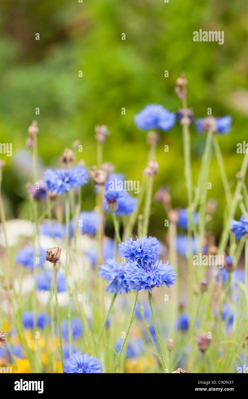 Centaurea cyanus ‘Blue Diadem’, Cornflowers, in flower Stock Photo - Alamy