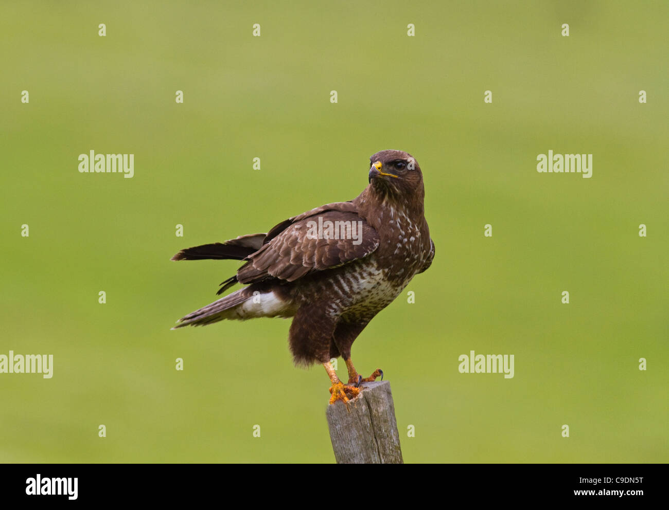 Common buzzard buteo buteo on a fence post,Ireland Stock Photo - Alamy