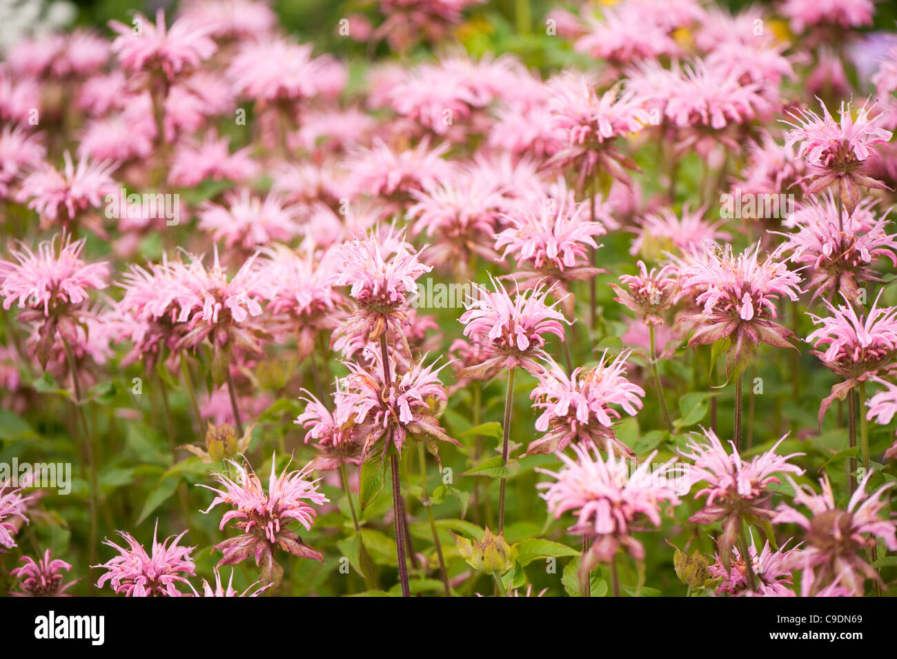 Oswego tea monarda croftway pink hi-res stock photography and images ...