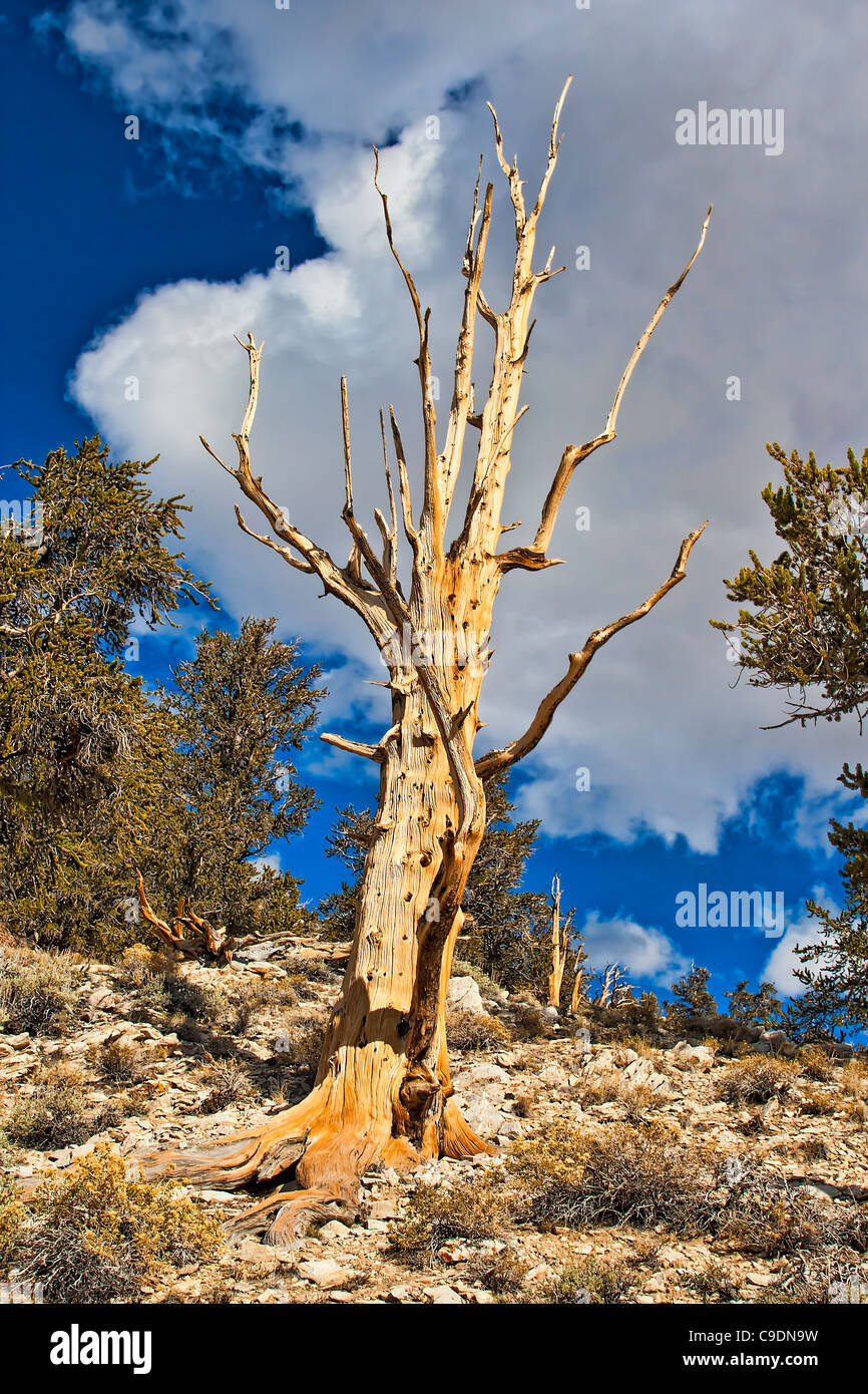 Bristlecone Pine Tree Stock Photo - Alamy