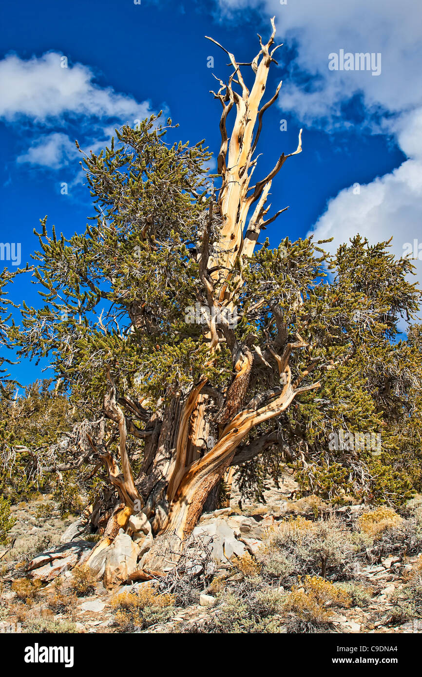 Bristlecone Pine Tree Stock Photo - Alamy