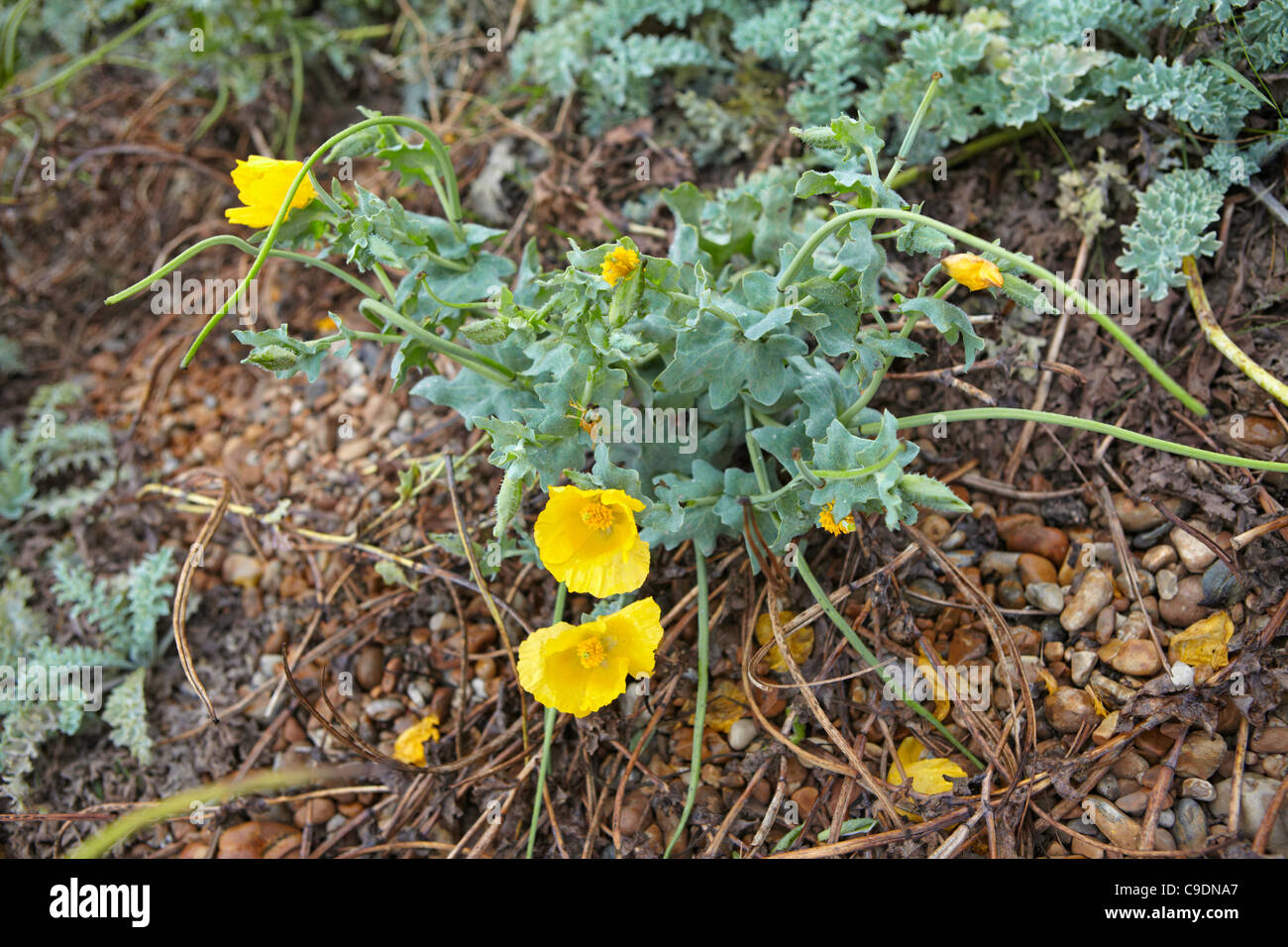 Yellow horned poppy or Glaucium flavum Stock Photo - Alamy