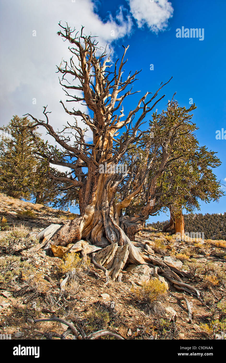 Bristlecone Pine Tree Stock Photo - Alamy
