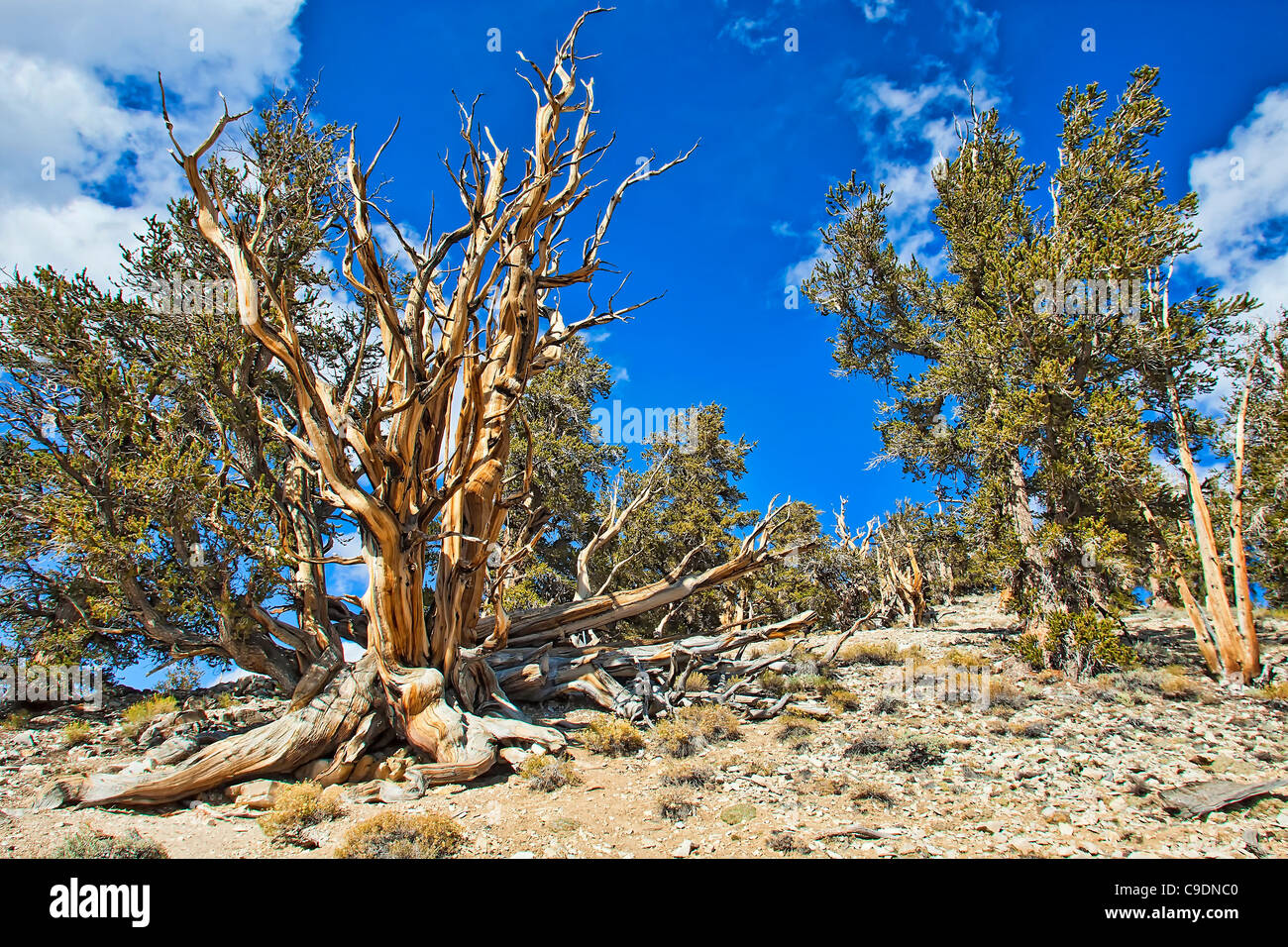 Bristlecone Pine Tree Stock Photo - Alamy