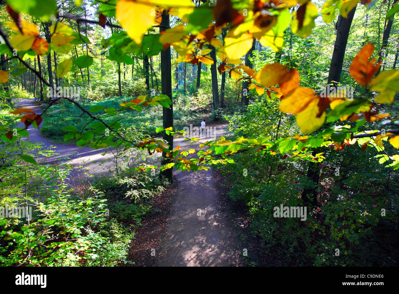Forest, trees in fall, autumn, colored leaves. Landscape, near Essen ...