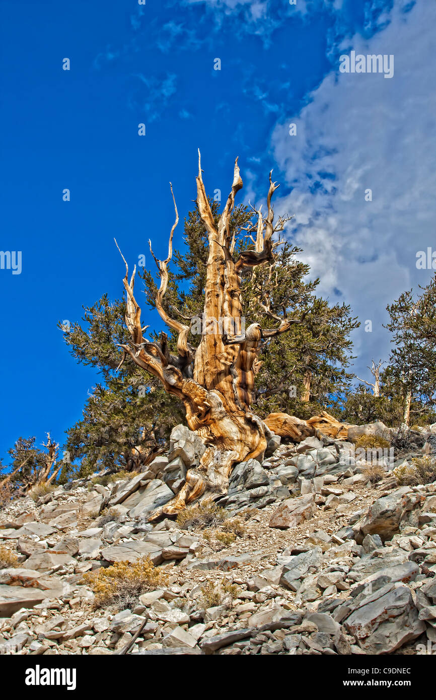 Bristlecone pine tree hi-res stock photography and images - Alamy