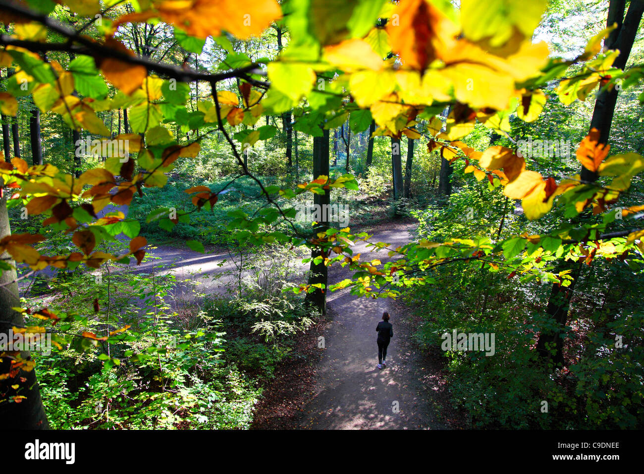 Forest, trees in fall, autumn, colored leaves. Landscape, near Essen ...