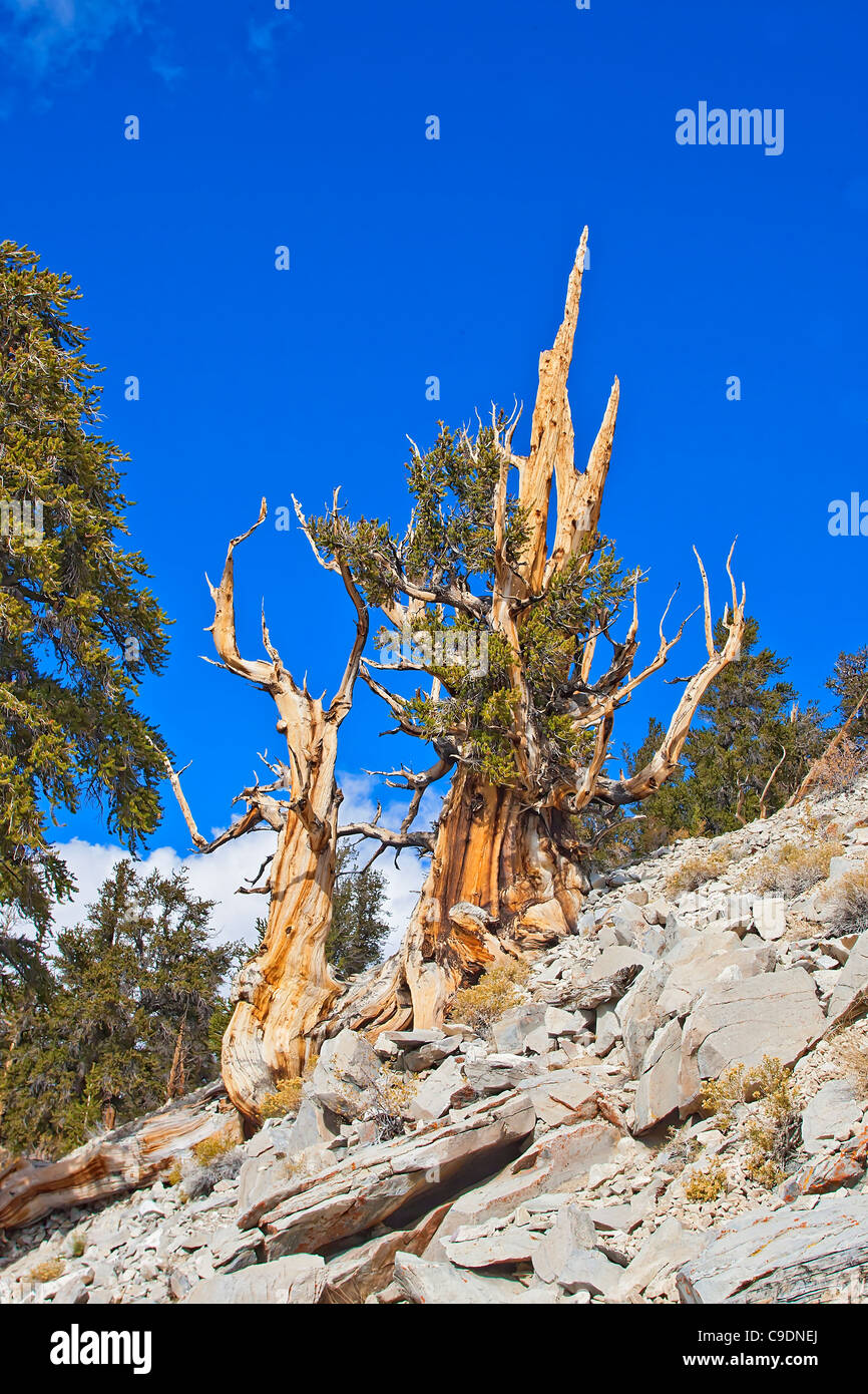 Bristlecone Pine Tree Stock Photo - Alamy