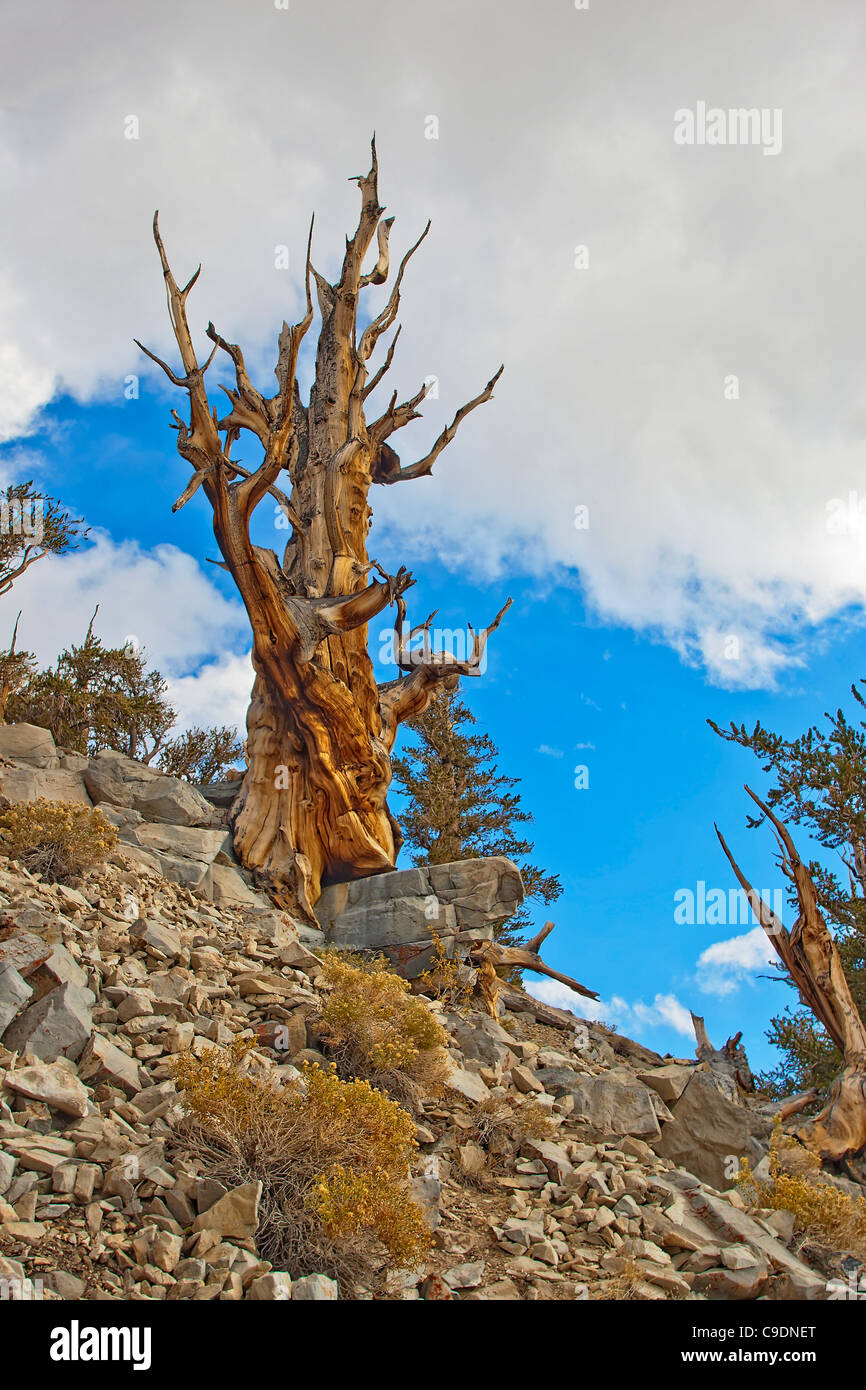 Bristlecone Pine Tree Stock Photo - Alamy