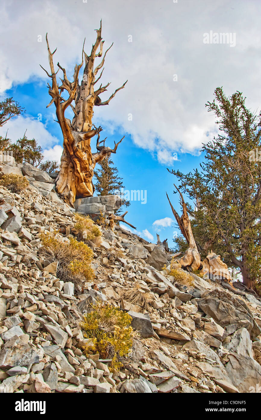 Bristlecone Pine Tree Stock Photo - Alamy