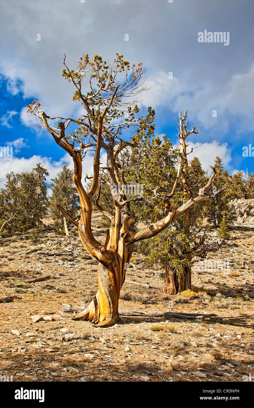 Bristlecone Pine Tree Stock Photo - Alamy