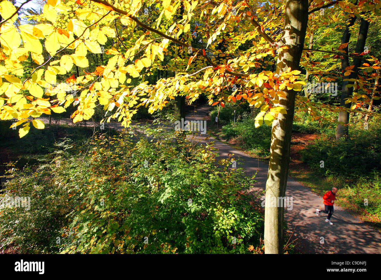 Forest, trees in fall, autumn, colored leaves. Landscape, near Essen ...