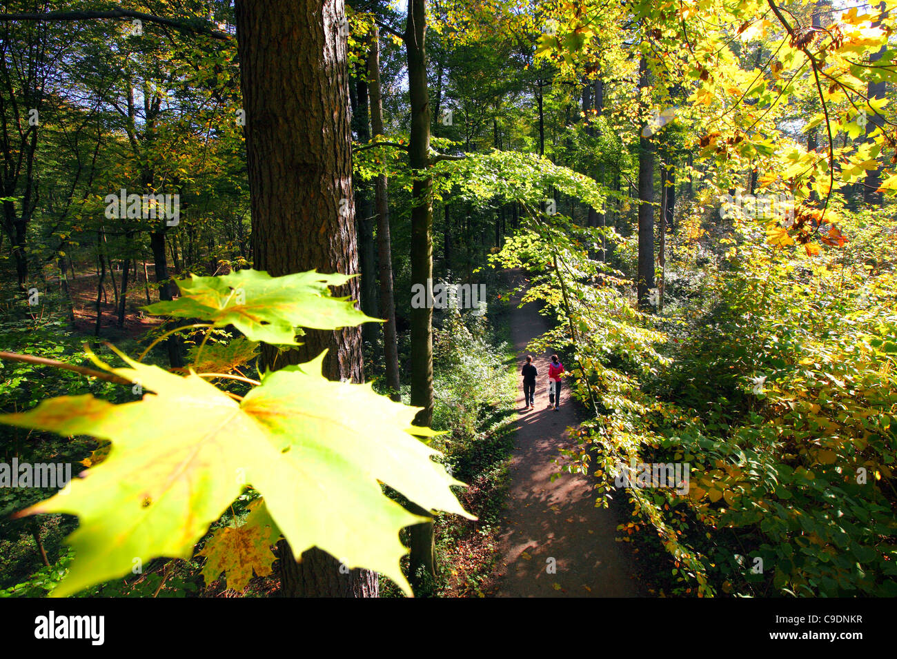 Forest, trees in fall, autumn, colored leaves. Landscape, near Essen ...