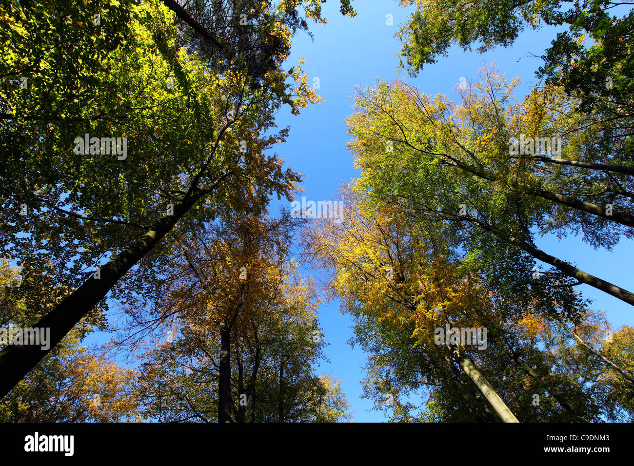 Forest, trees in fall, autumn, colored leaves. Landscape, near Essen ...
