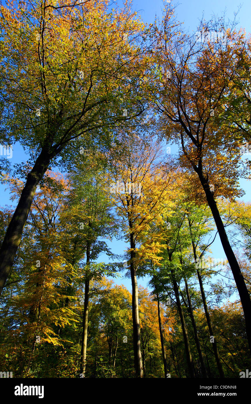 Forest, trees in fall, autumn, colored leaves. Landscape, near Essen ...