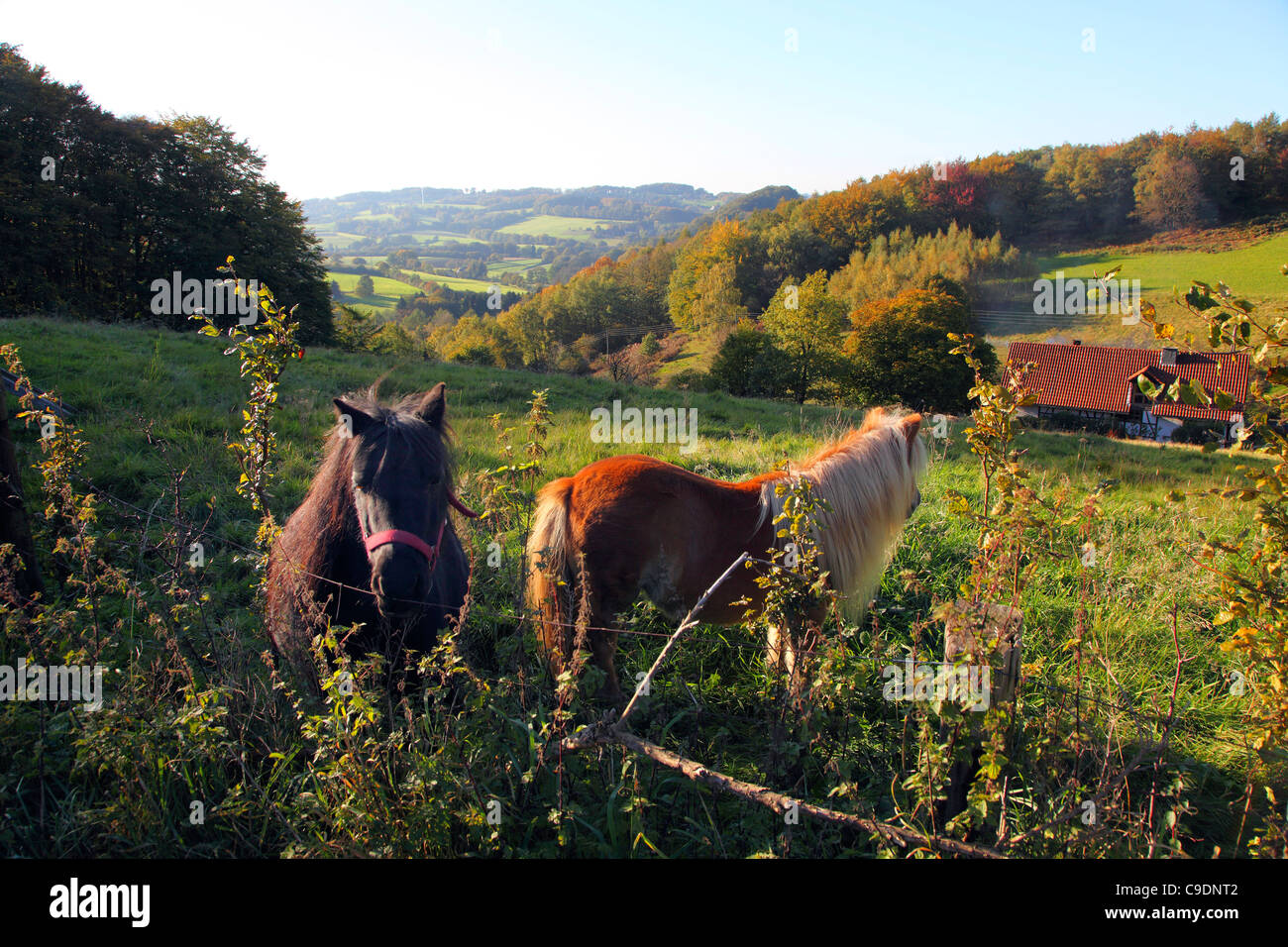 Forest, trees in fall, autumn, colored leaves. Landscape, near Essen ...