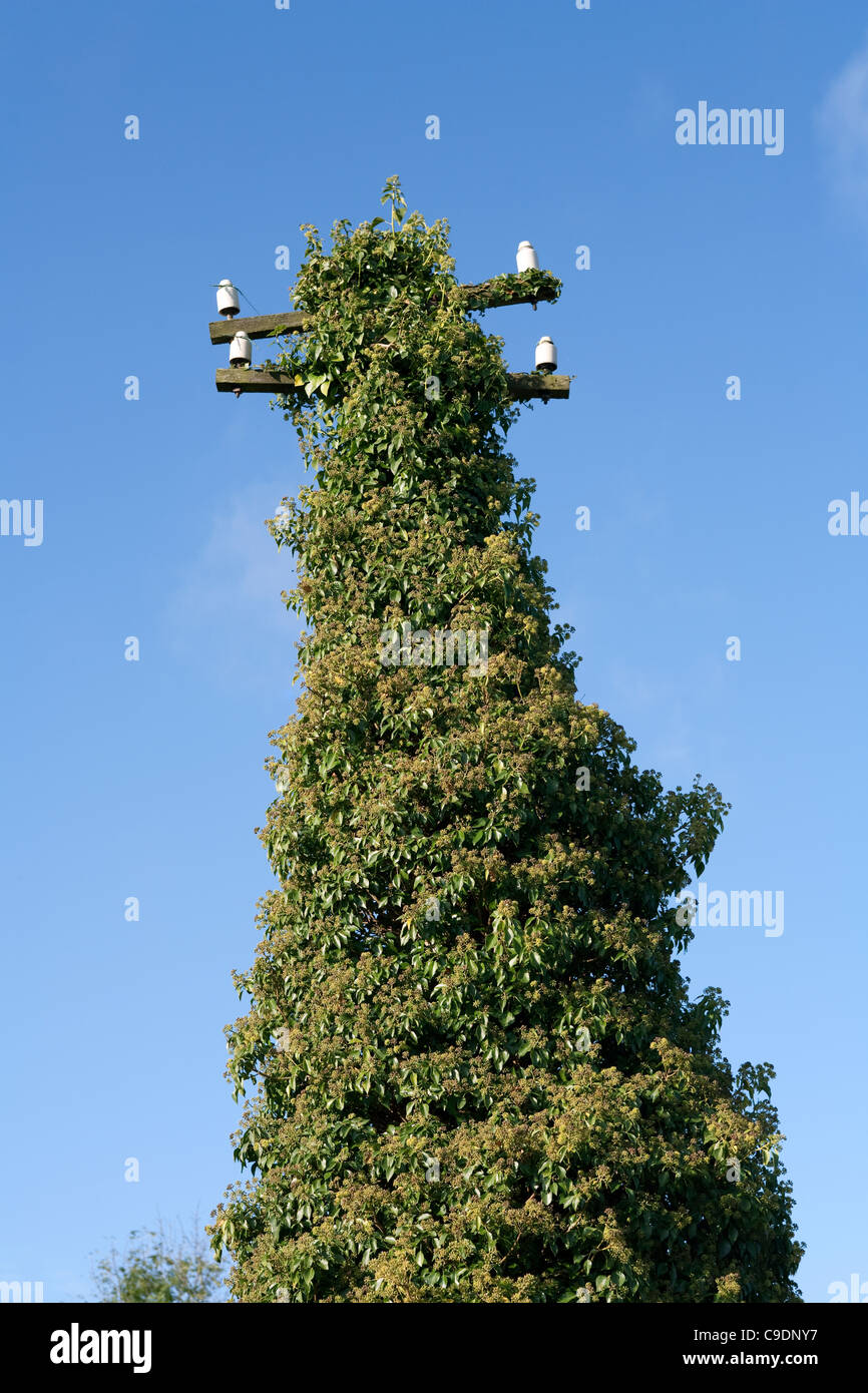 Ivy growing on telegraph pole, Frosterley, Weardale, County Durham ...