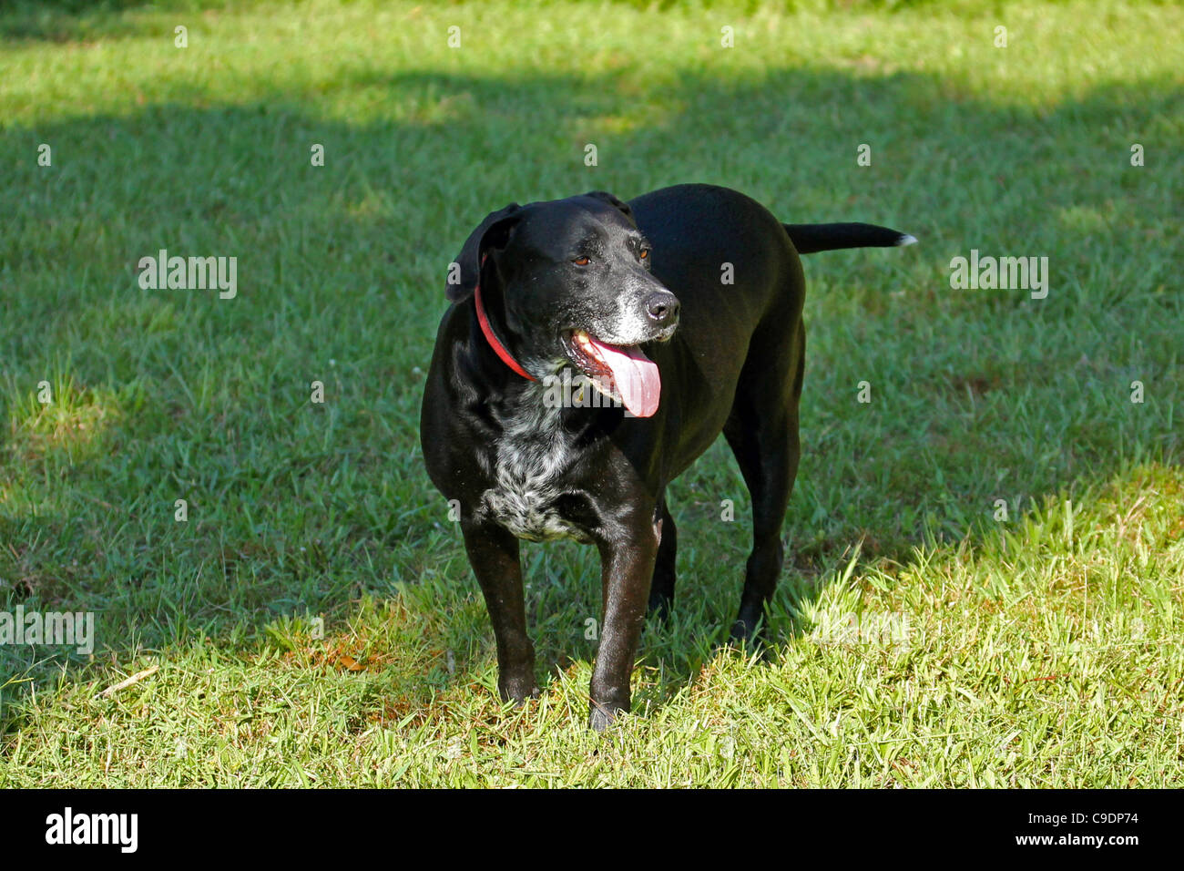 Black labrador cross hi-res stock photography and images - Alamy