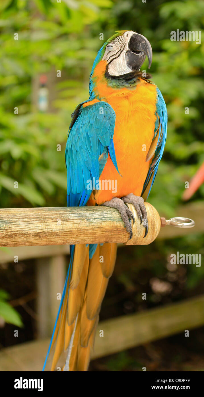 This Parrot seems to be laughing at something while sitting on its ...