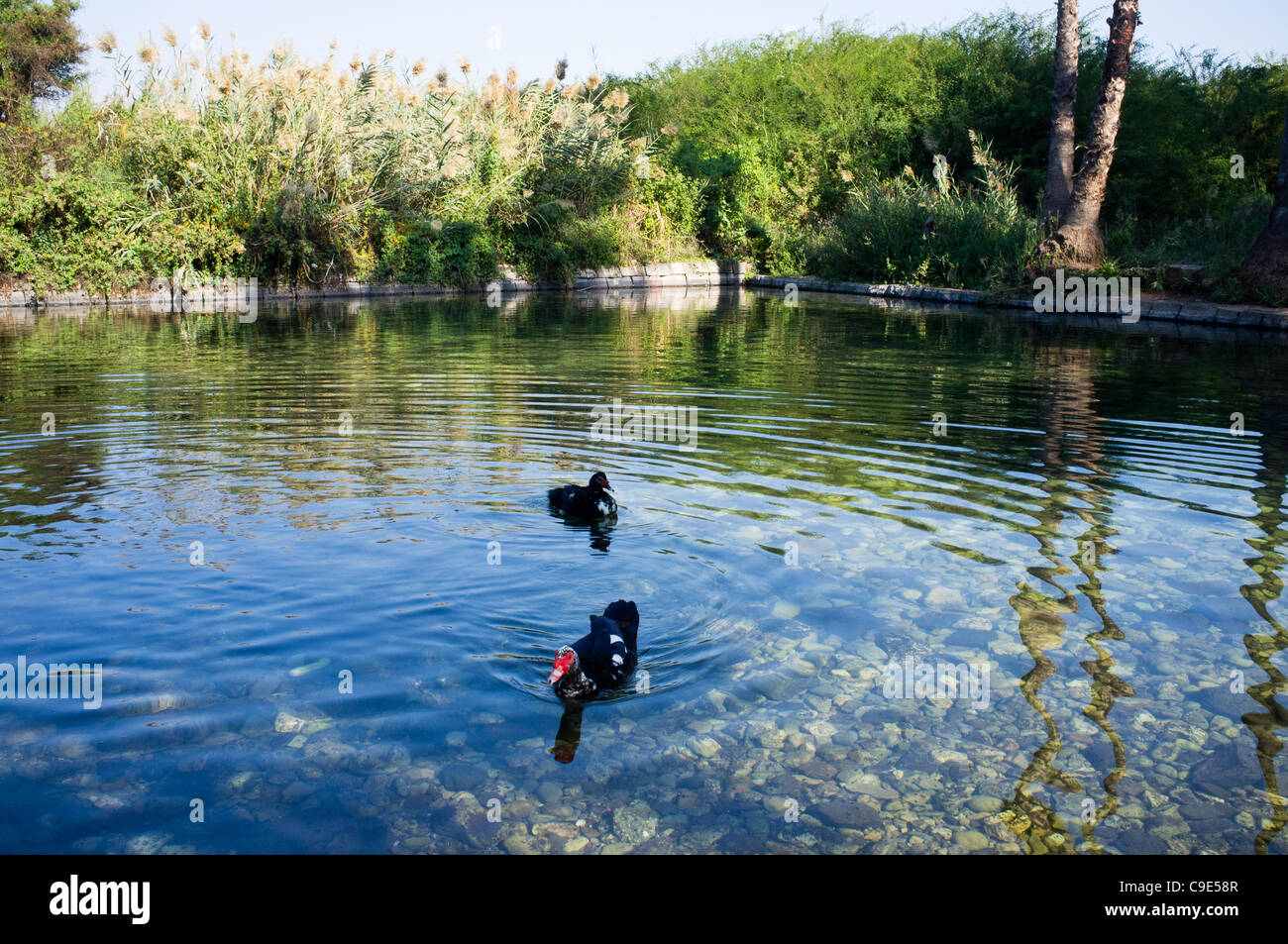 Ein-Nun, the Spring of "Nun" ("fish" in Aramaic) along the Gospel Trail ...