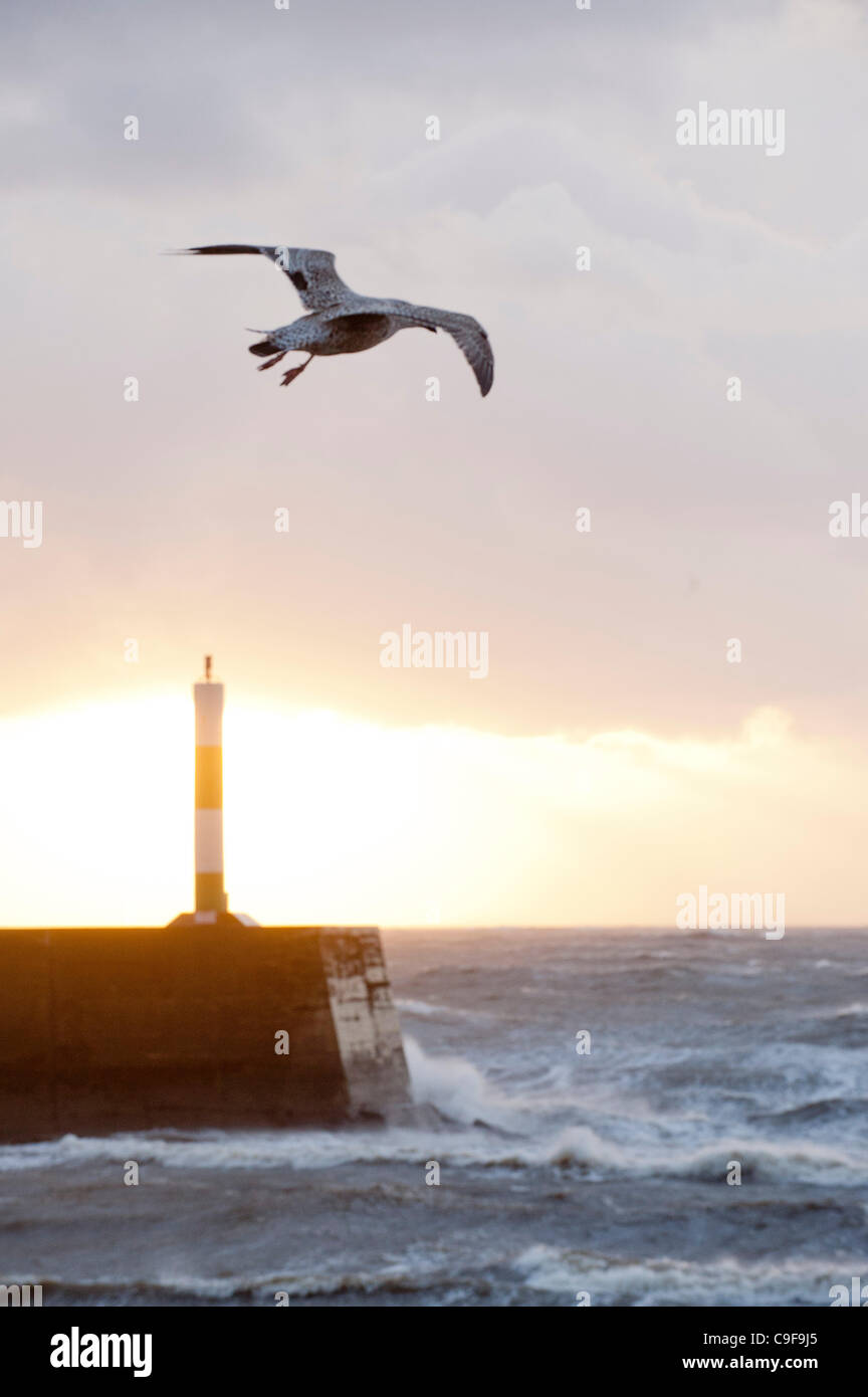 A Gull soars in the storm winds that hit the West Welsh coast today ...