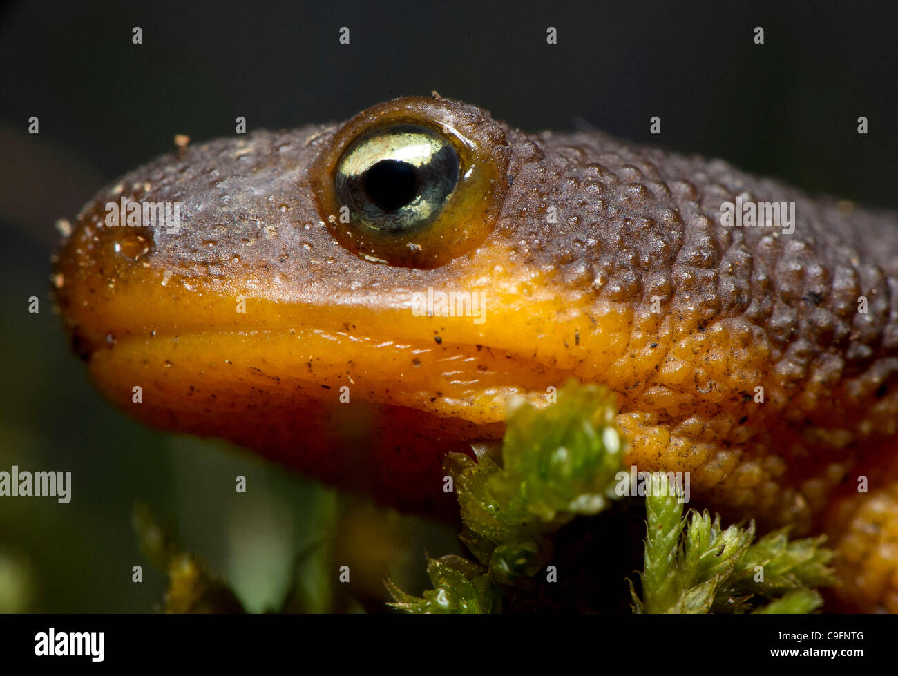 Rough skin newt hi-res stock photography and images - Alamy