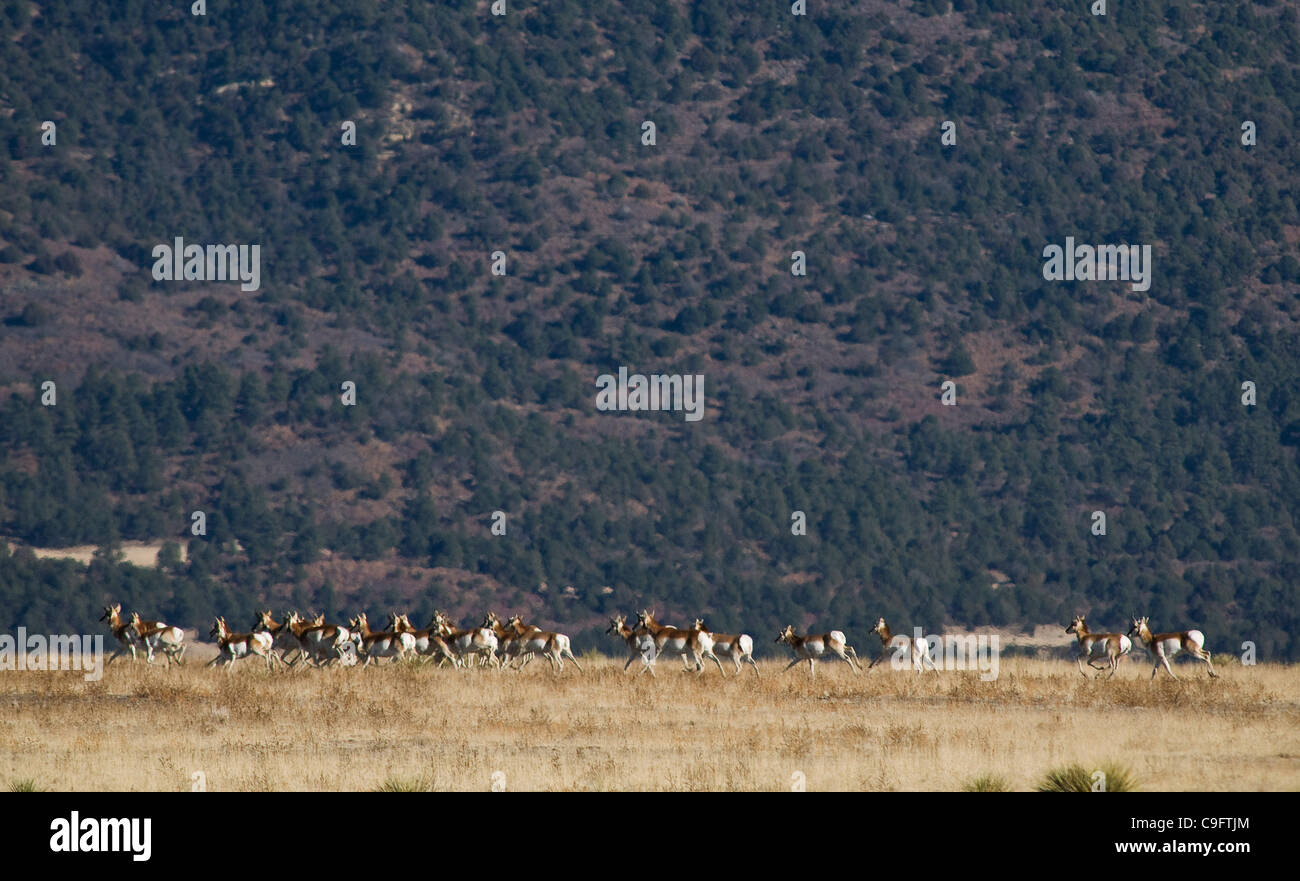 Raton new mexico hi-res stock photography and images - Alamy