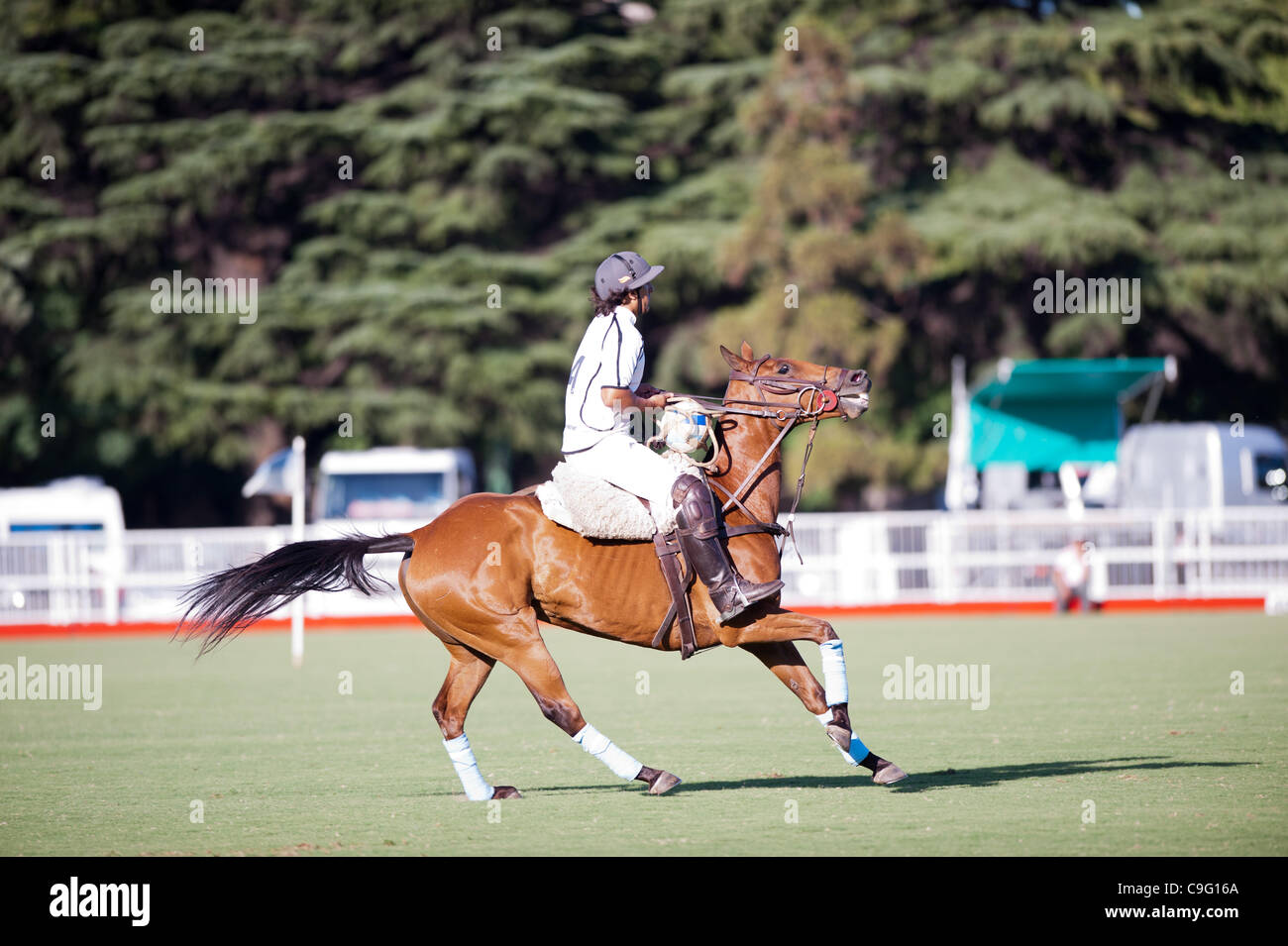 Pato argentina horse hi-res stock photography and images - Alamy