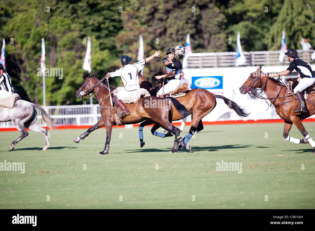 Pato argentina horse hi-res stock photography and images - Alamy
