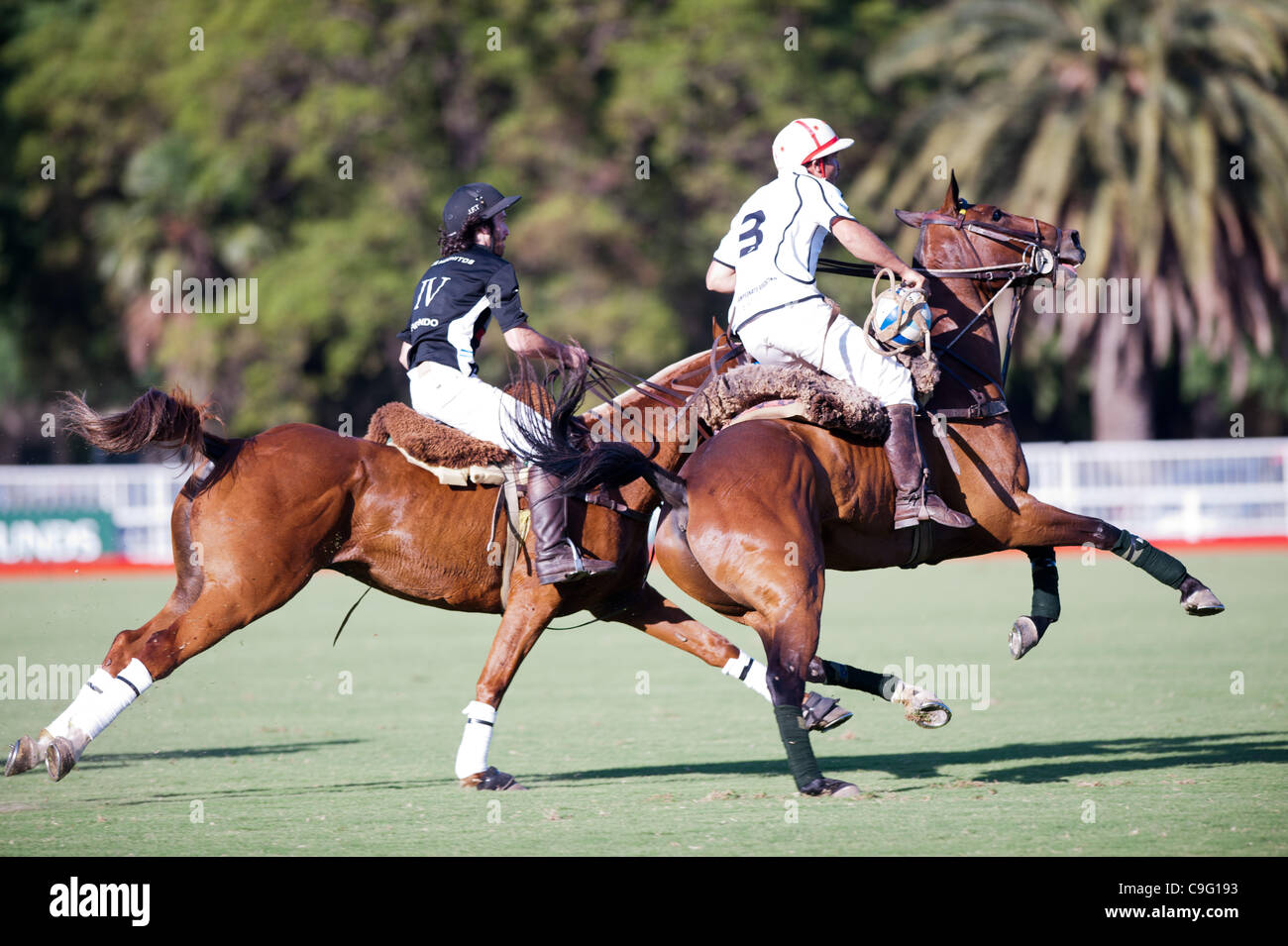 Pato Argentina Horse High Resolution Stock Photography and Images - Alamy