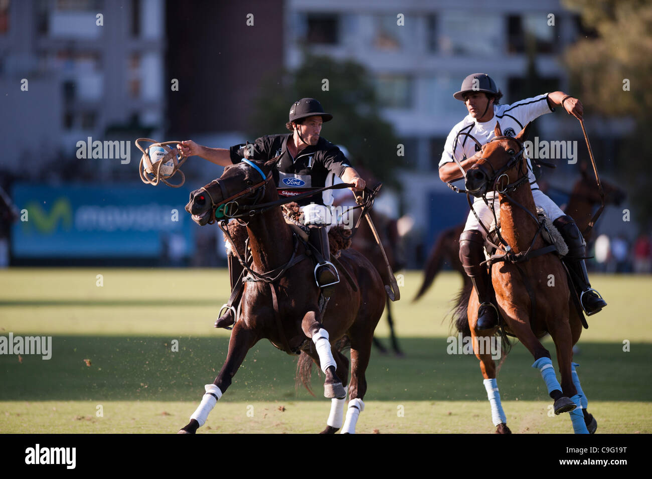 Pato argentina horse hi-res stock photography and images - Alamy