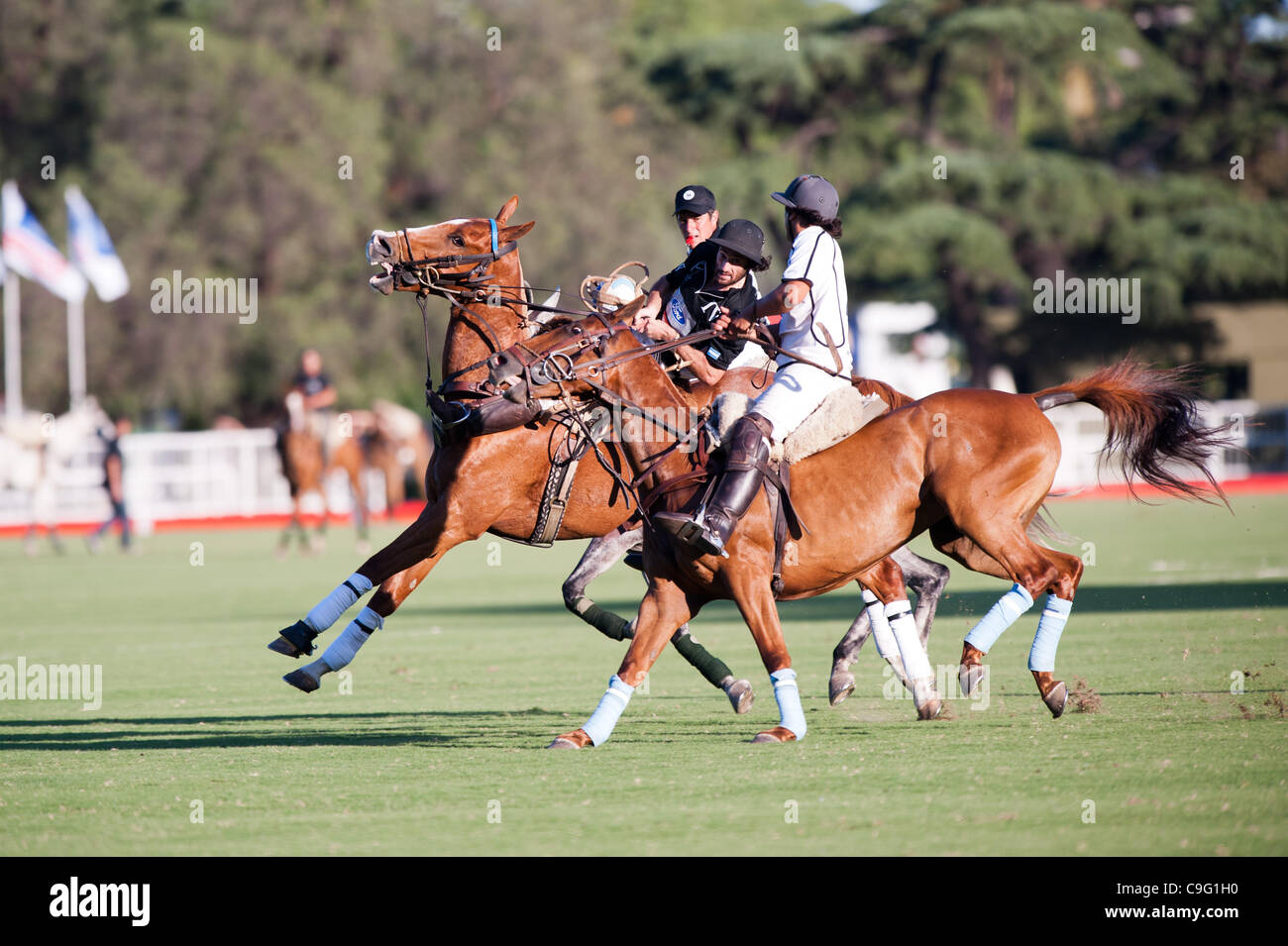 Pato horse hi-res stock photography and images - Alamy