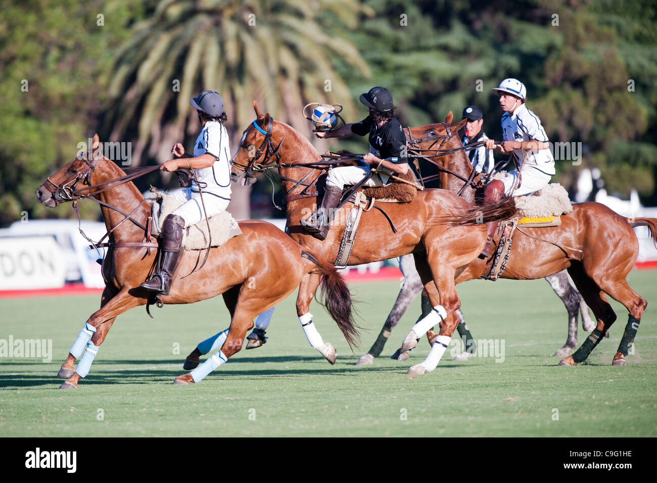 Pato Horse High Resolution Stock Photography and Images - Alamy