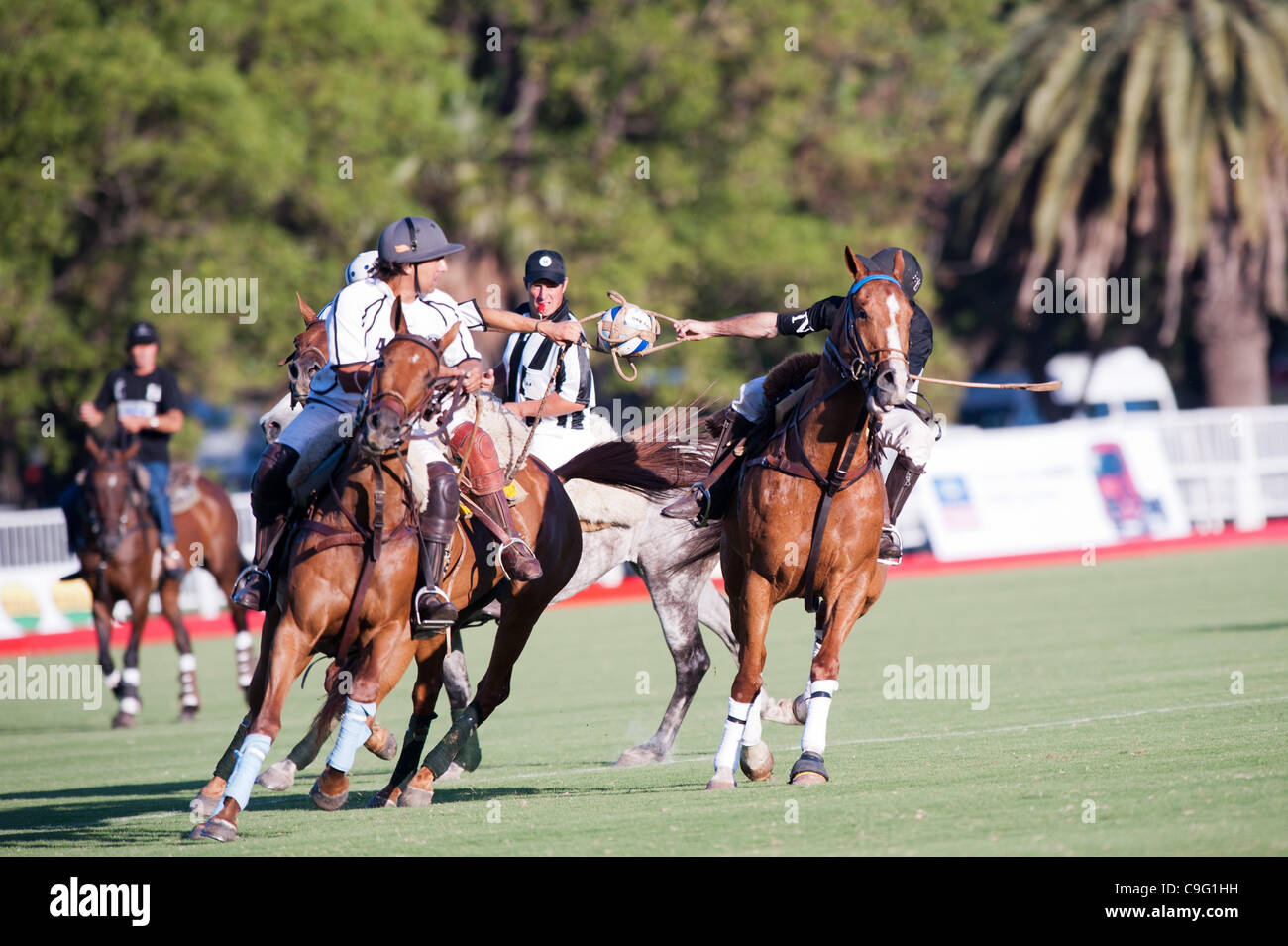 Grand Final of 70th Argentina Pato Open. Pato, also known as Horseball ...