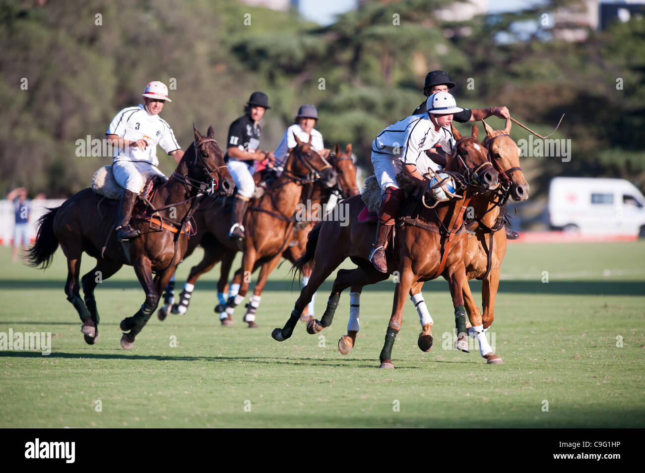 Pato Horse High Resolution Stock Photography and Images - Alamy