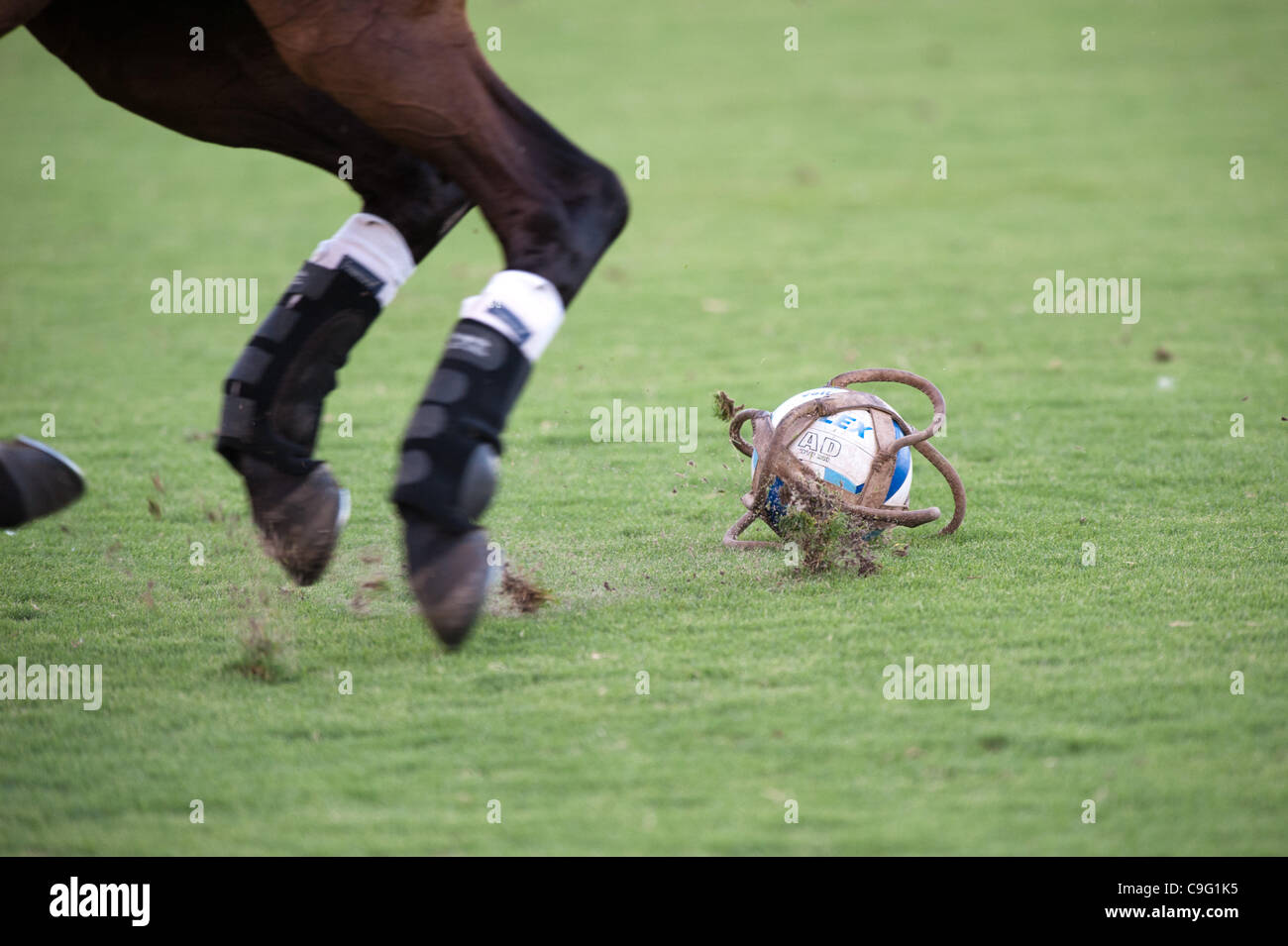 Grand Final of 70th Argentina Pato Open. Pato, also known as Horseball ...