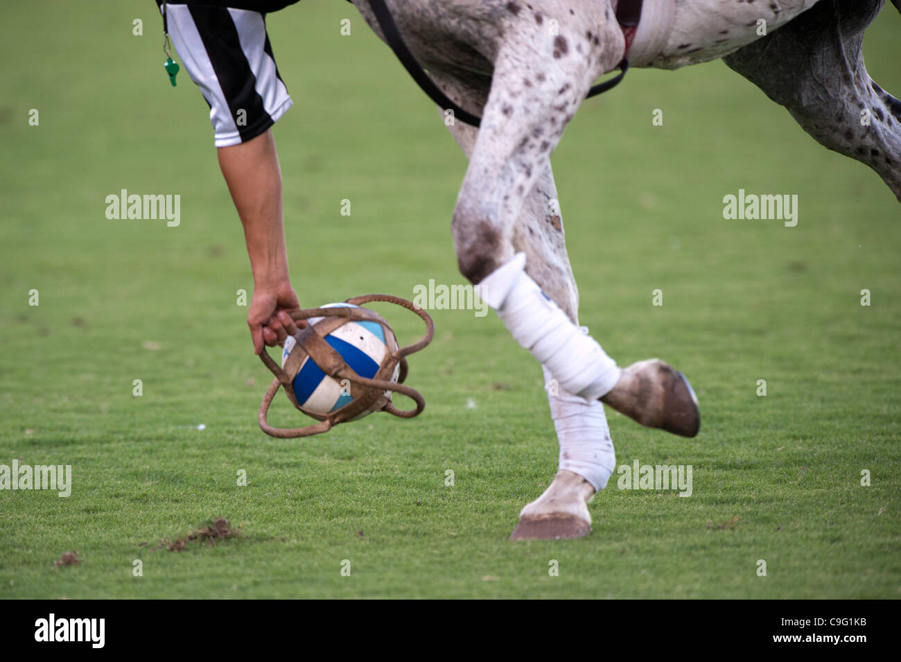 Pato horse hi-res stock photography and images - Alamy