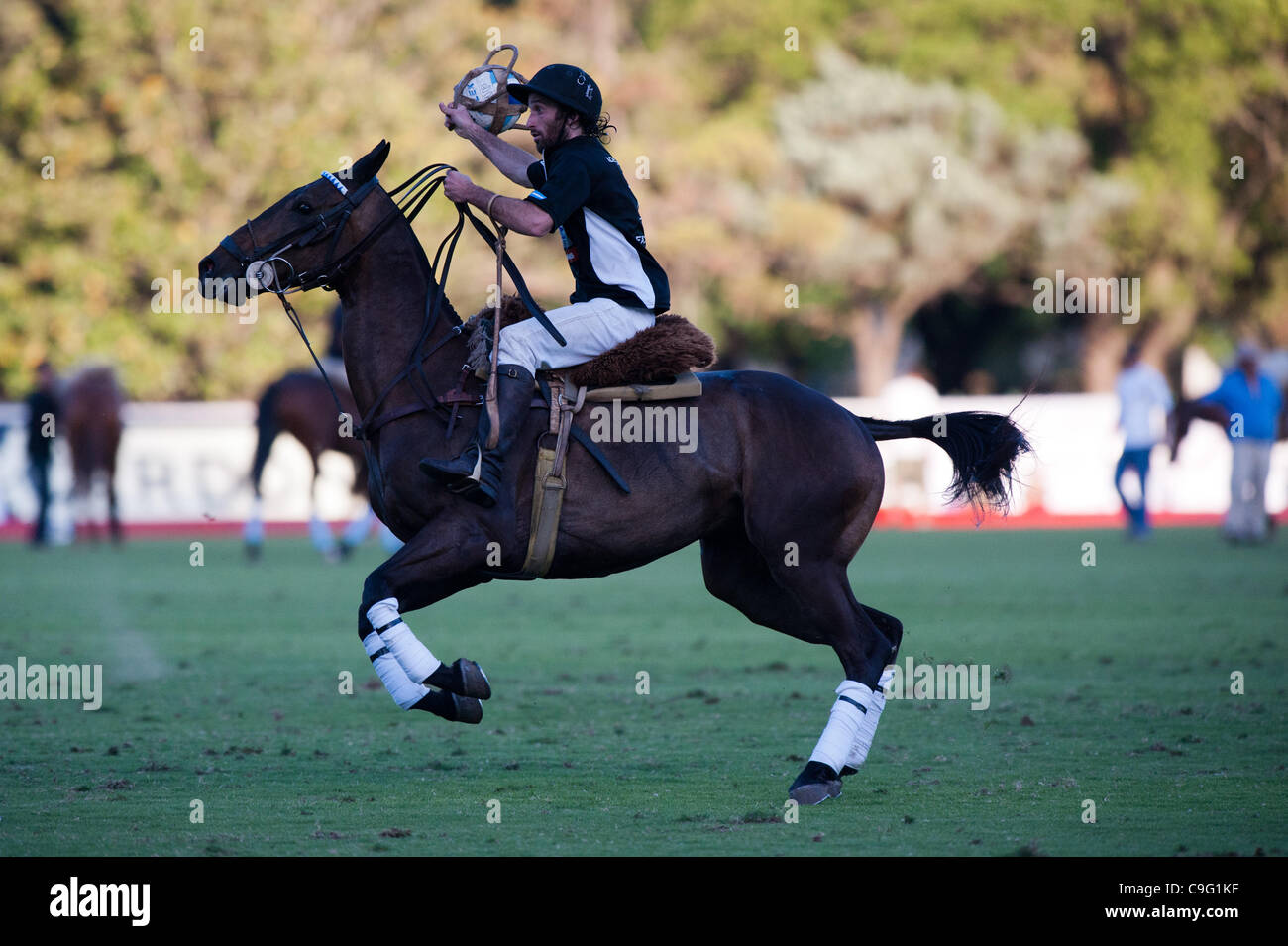 Pato horse hi-res stock photography and images - Alamy