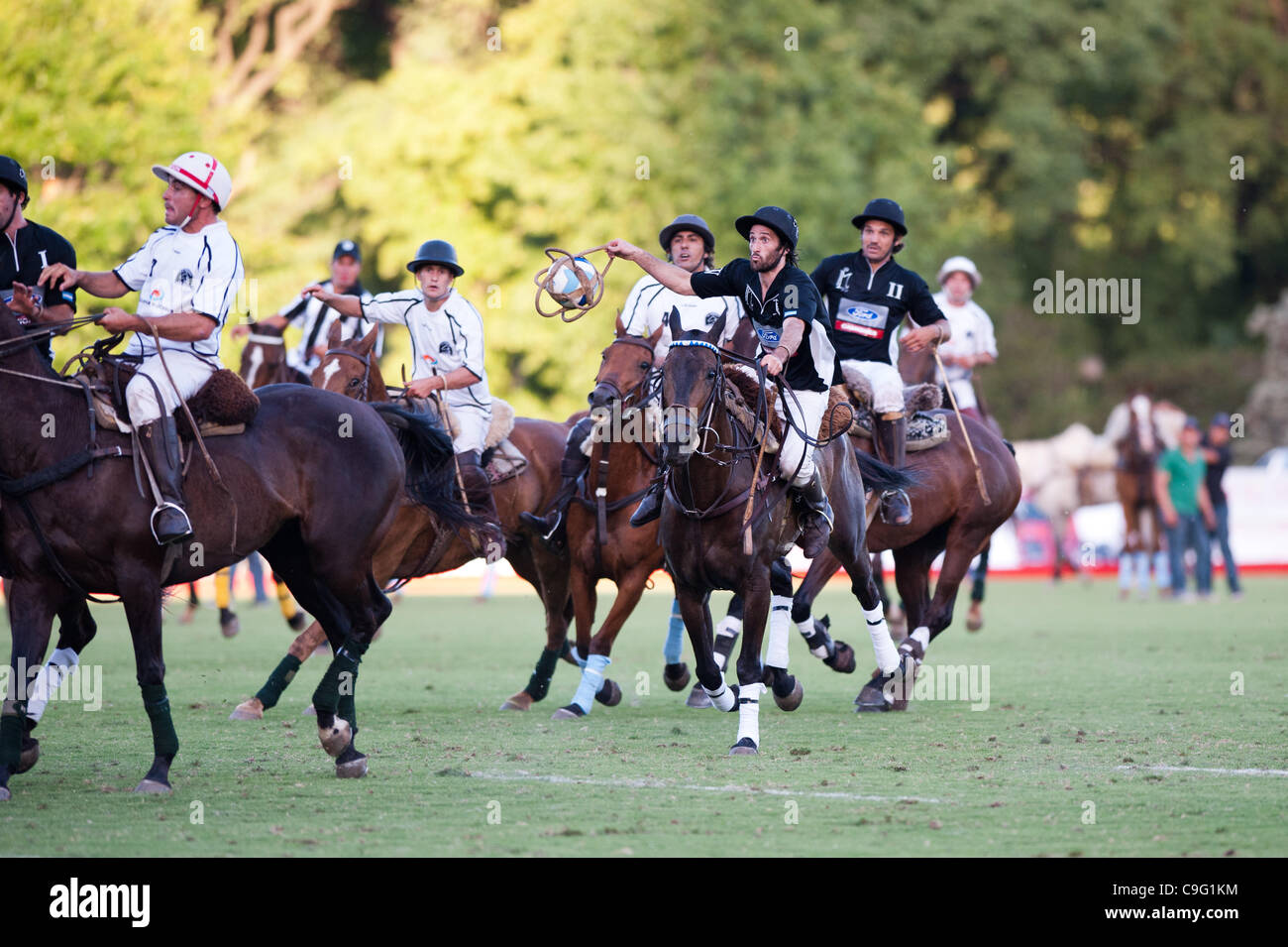 Pato horse hi-res stock photography and images - Alamy