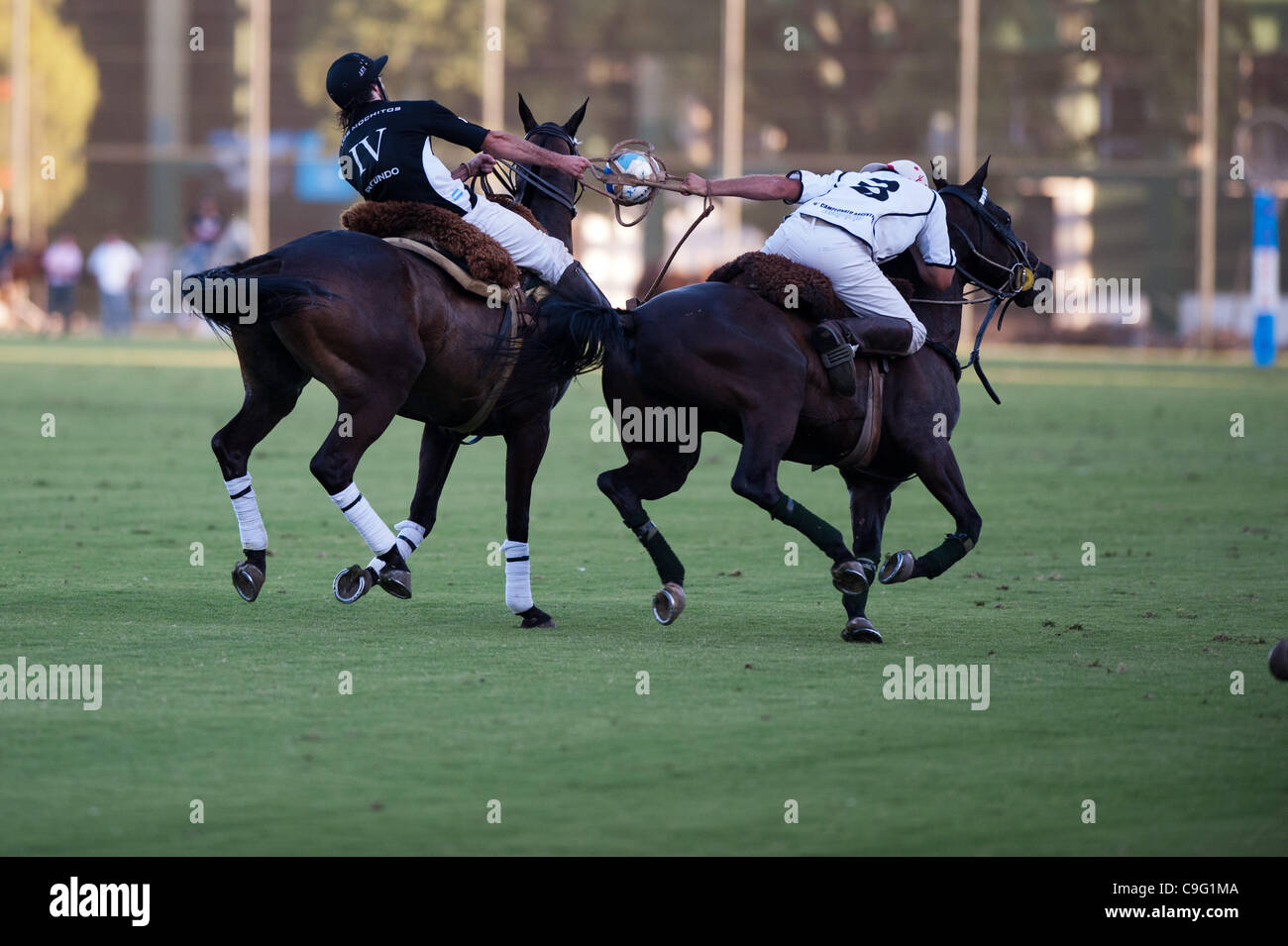 Pato horse hi-res stock photography and images - Alamy