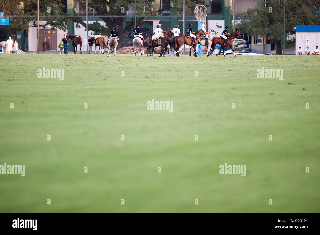Pato horse hi-res stock photography and images - Alamy