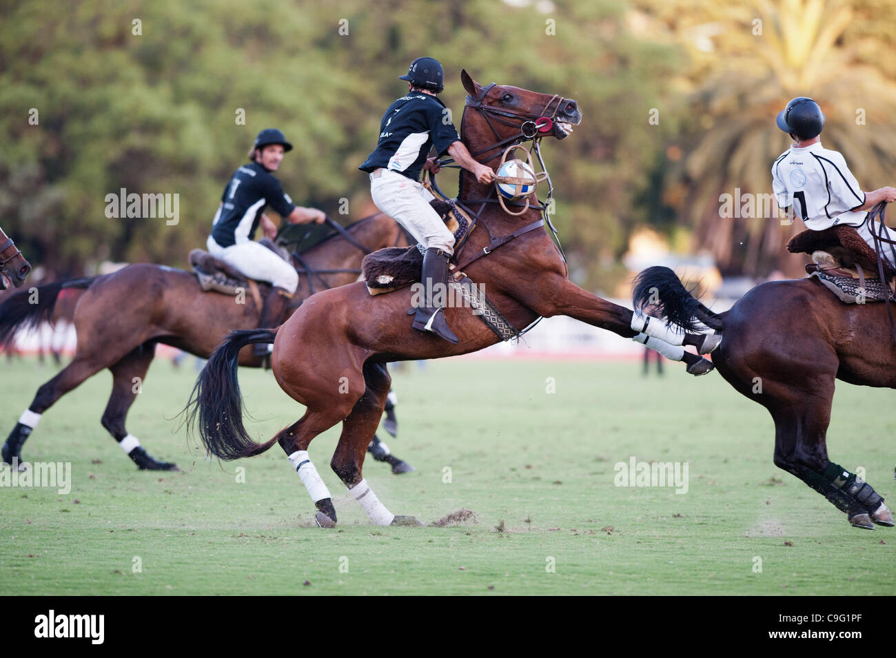 Pato horse hi-res stock photography and images - Alamy