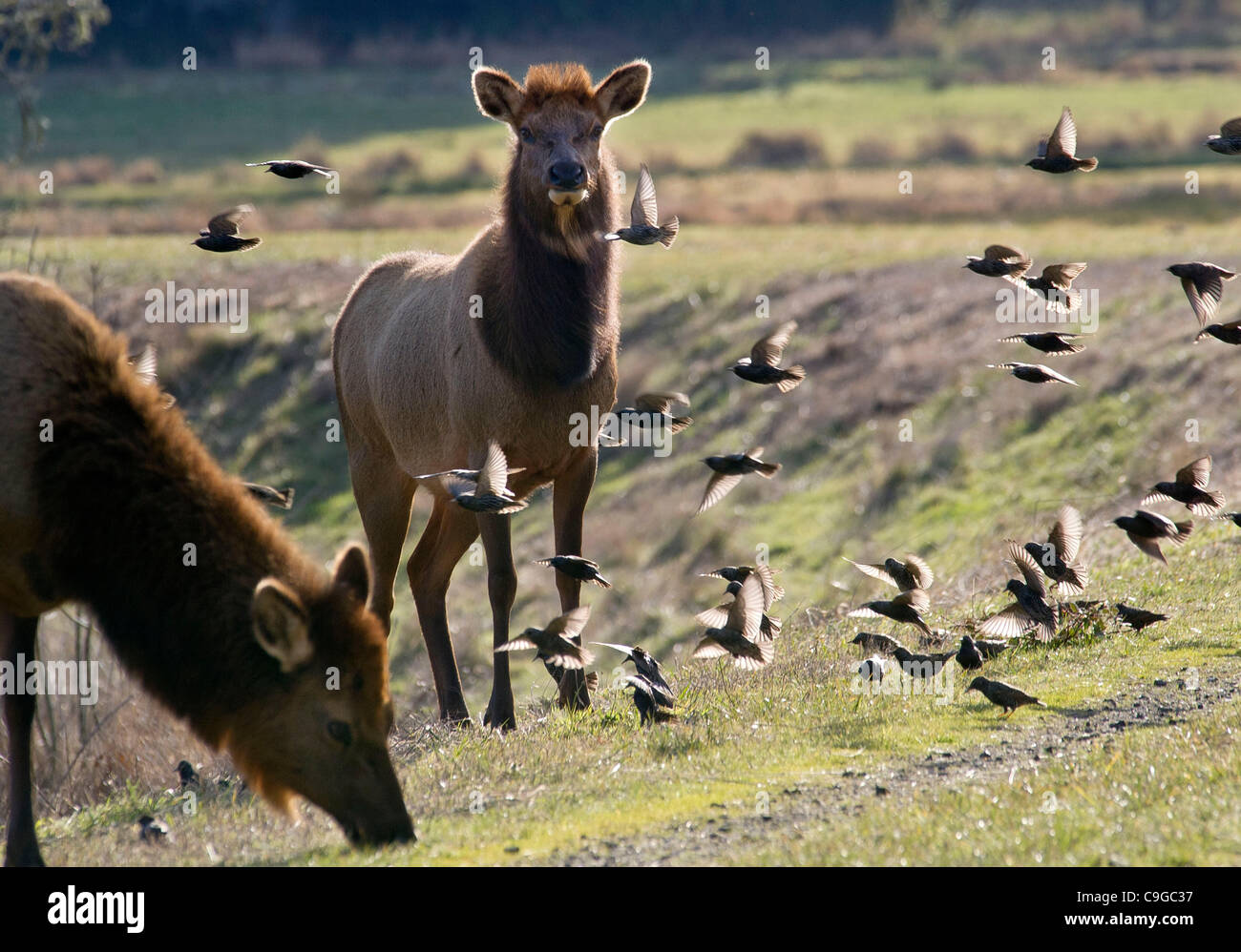 Starlings home hi-res stock photography and images - Alamy