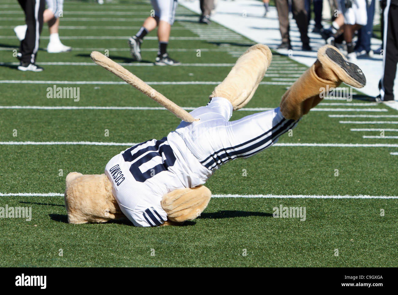 Dec. 30, 2011 - Dallas, Texas, US - BYU Cougars mascot ''Cosmo ...