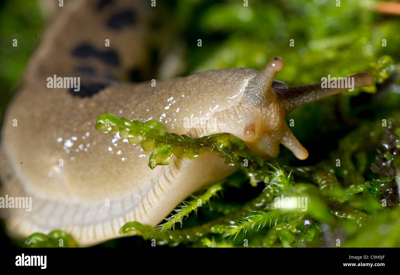 Second largest slug hi-res stock photography and images - Alamy