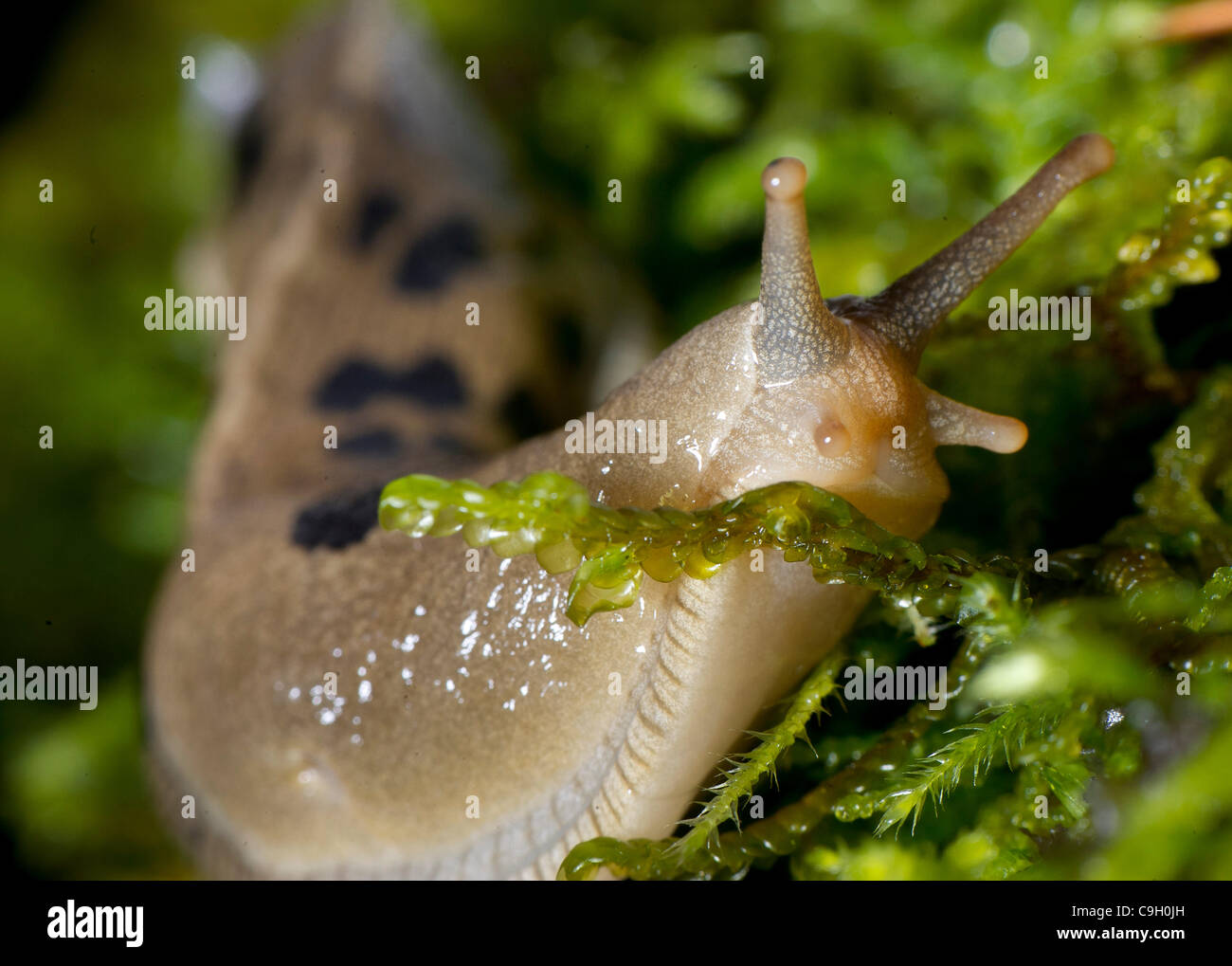 Dec. 31, 2011 - Roseburg, Oregon, U.S - A large Pacific banana slug ...