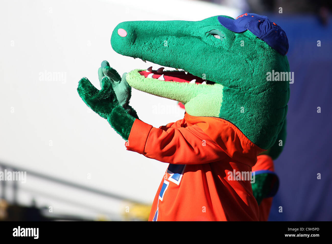 University of florida mascot hi-res stock photography and images - Alamy