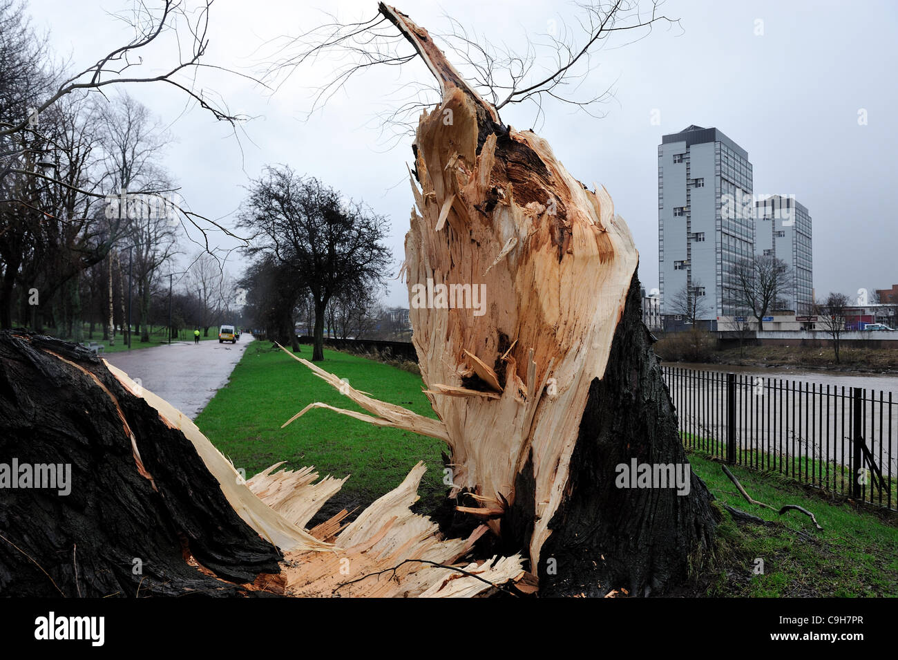 A huge old tree in Glasgow Green is snapped in half following heavy ...
